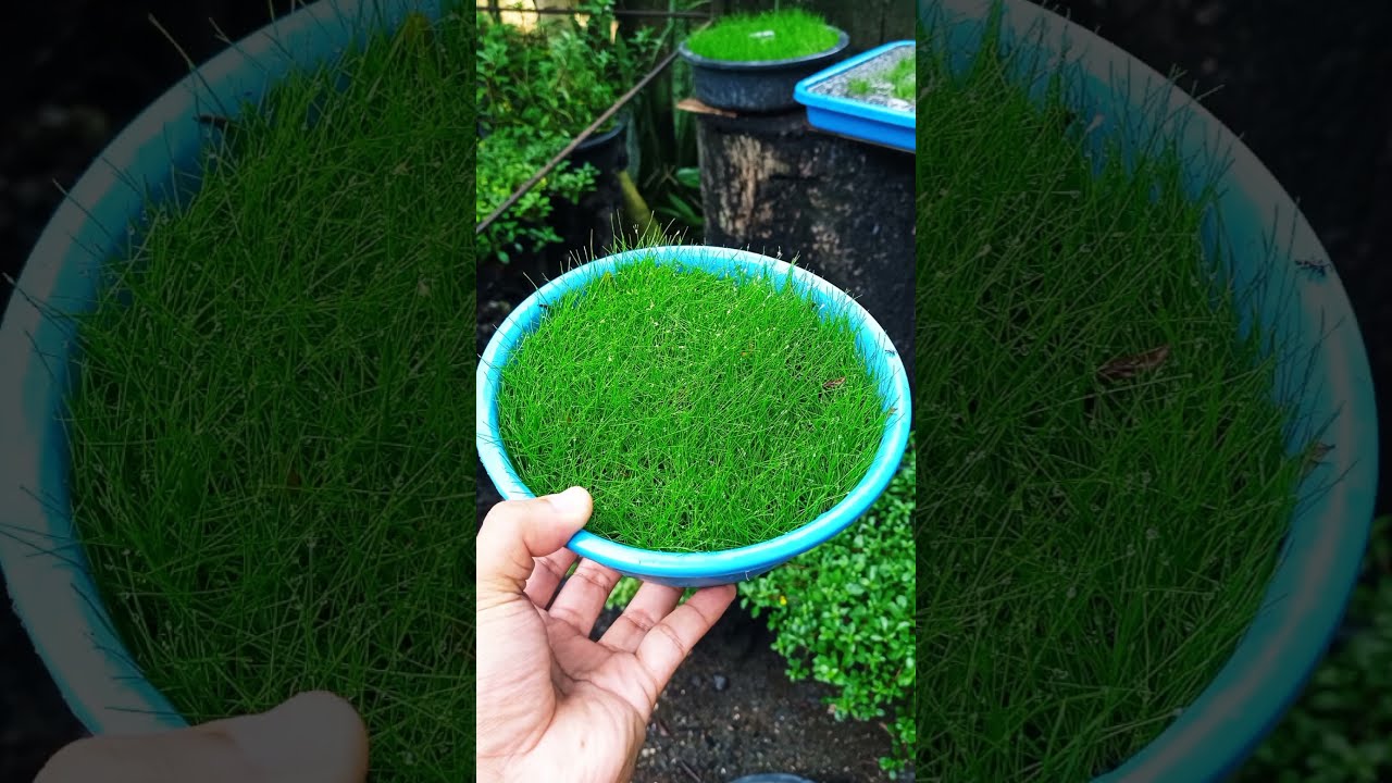 How to propagate Dwarf hairgrass - simple & easy (Tagalog) - YouTube