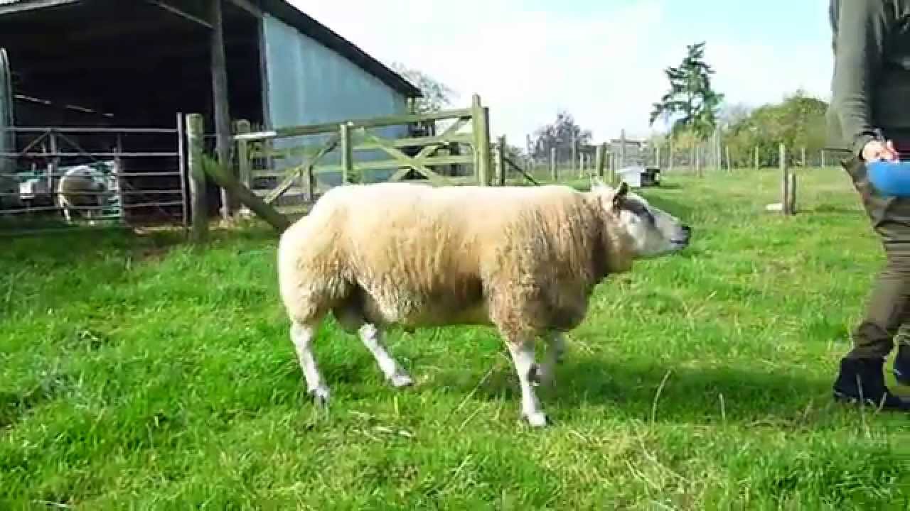 Nectar de Pompey, Beltex Ram - YouTube