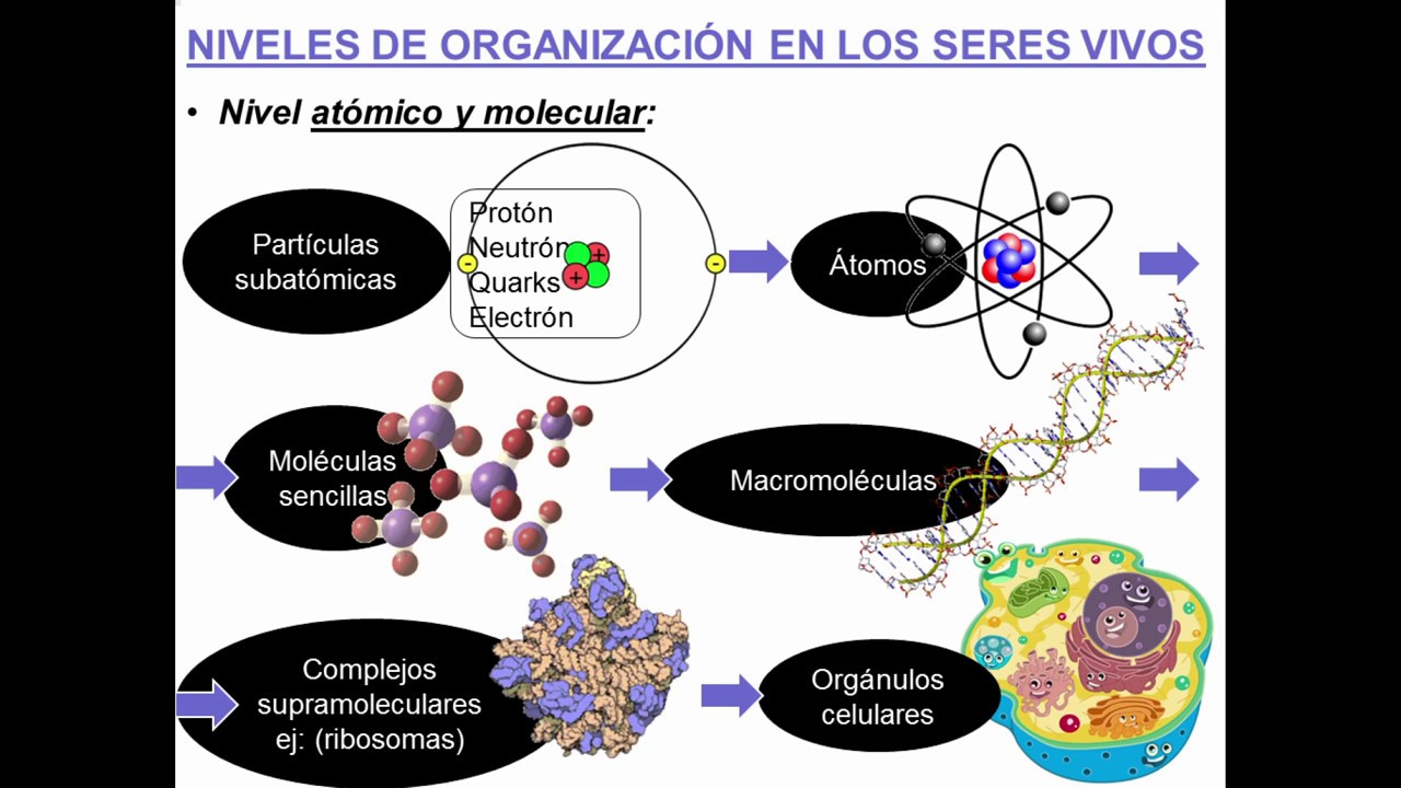 Niveles de organización en los seres vivos - YouTube