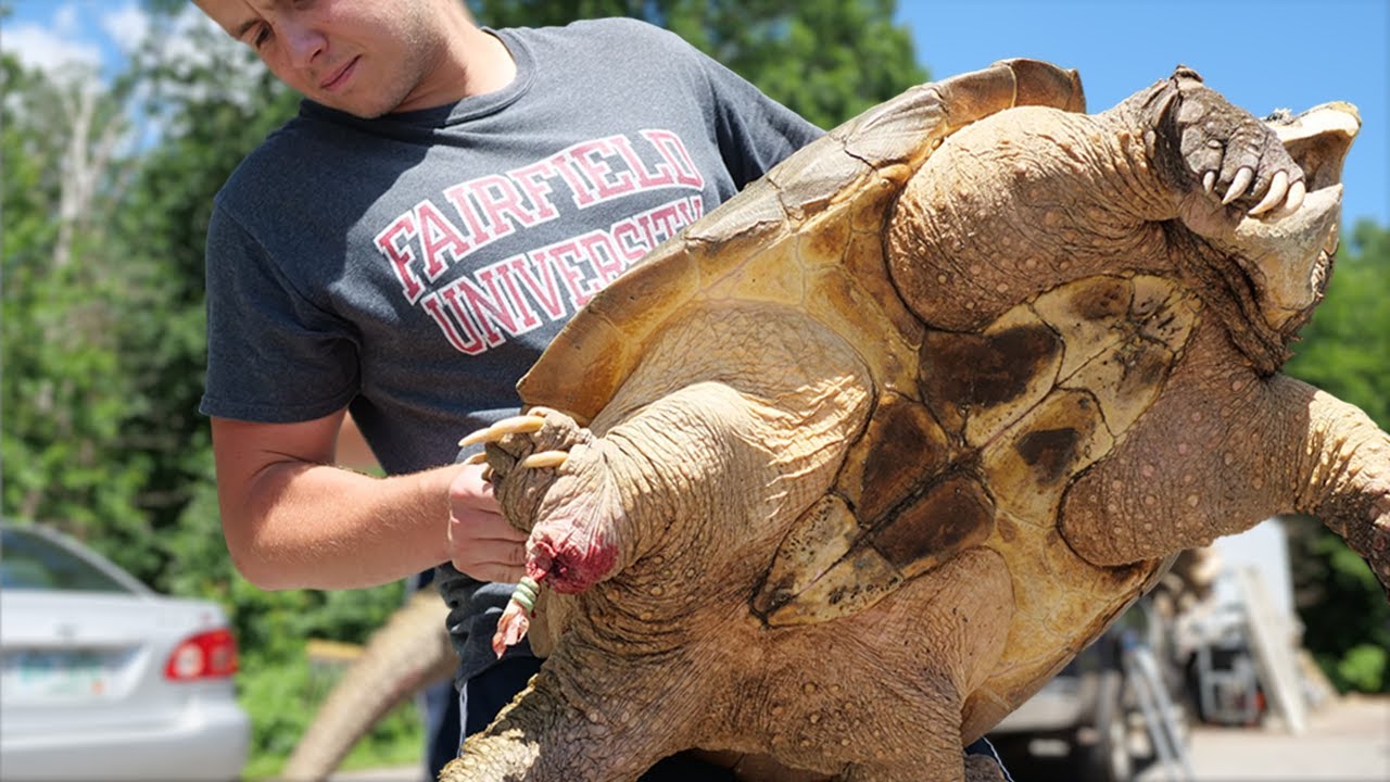 The HUGE sack fell off our giant alligator snapper! - YouTube