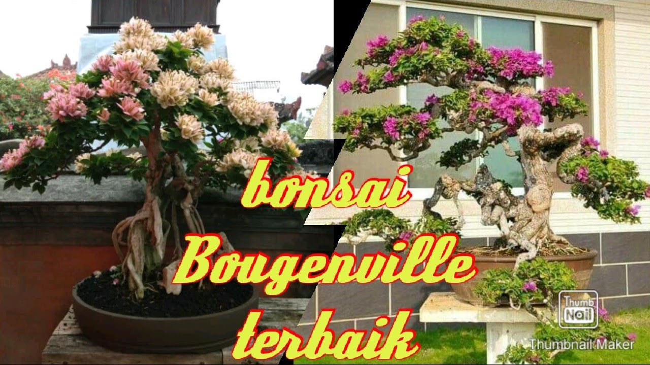 kumpulan bonsai Bougenville terbaik || best bougainvillea bonsai in the ...