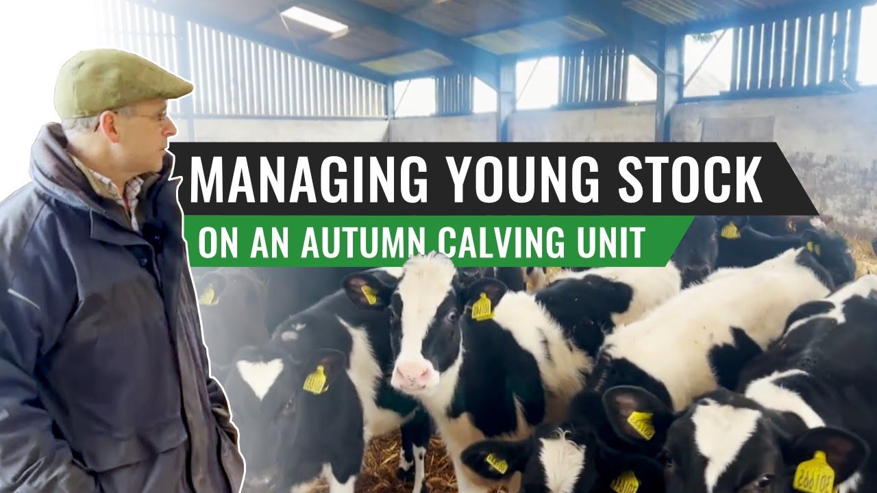 Managing Young Stock on an Autumn Calving Unit – Robin Blatchford ...