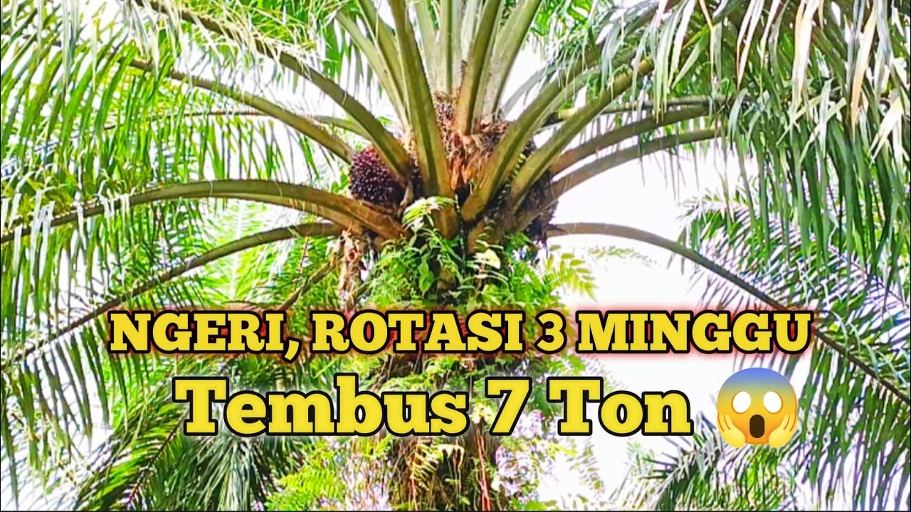Ngeri.! Rotasi Panen 3 Minggu Tembus 7 Ton 😱@Masnur_bee - YouTube