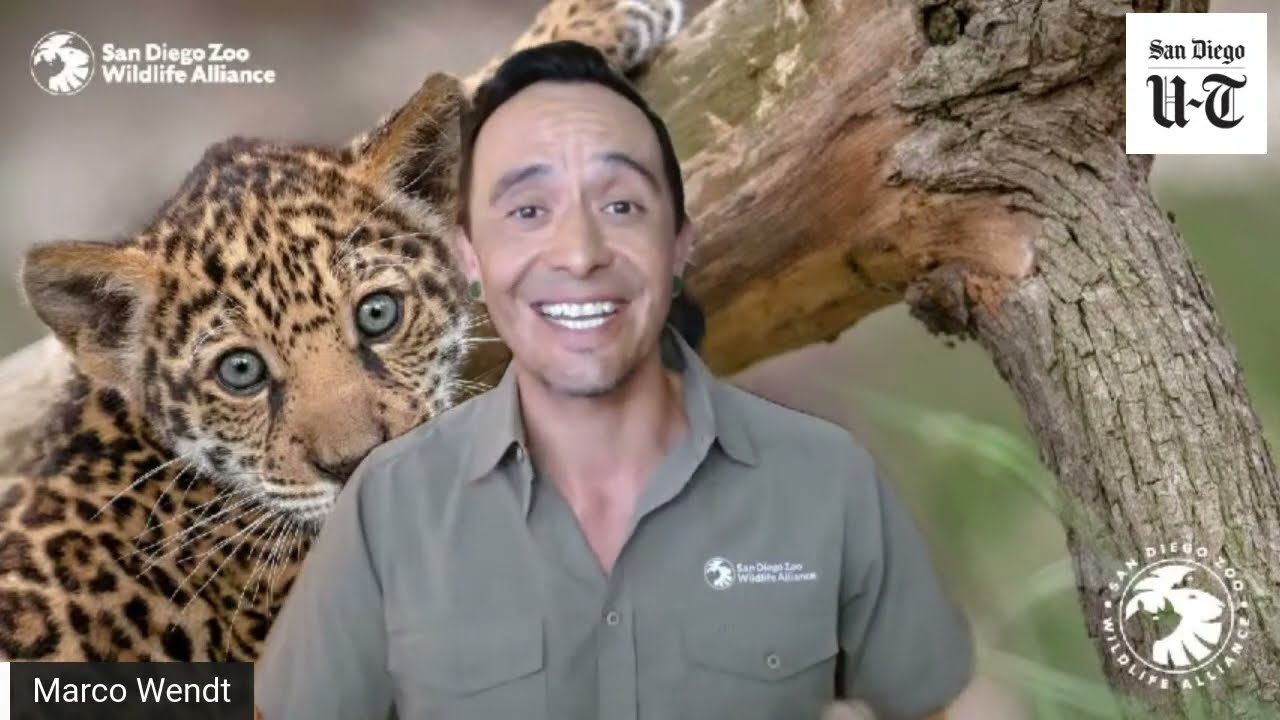 Kids Free Month at San Diego Zoo and Zoo Safari Park - YouTube