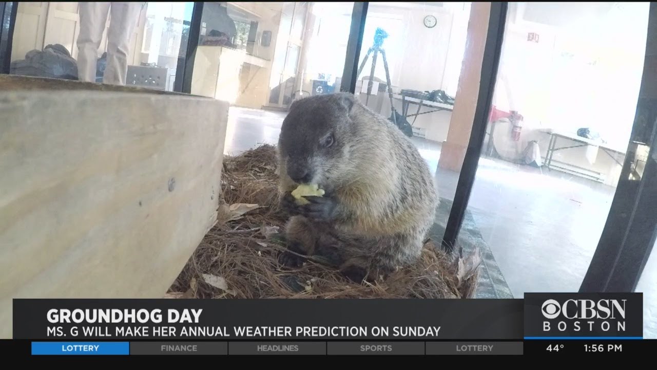 Massachusetts Groundhog Ms. G Ready To Forecast Again - YouTube