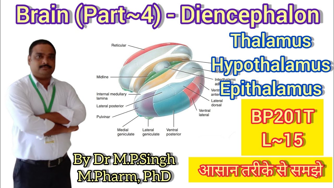 Diencephalon | Thalamus, Hypothalamus & Epithalamus | Human Anatomy ...
