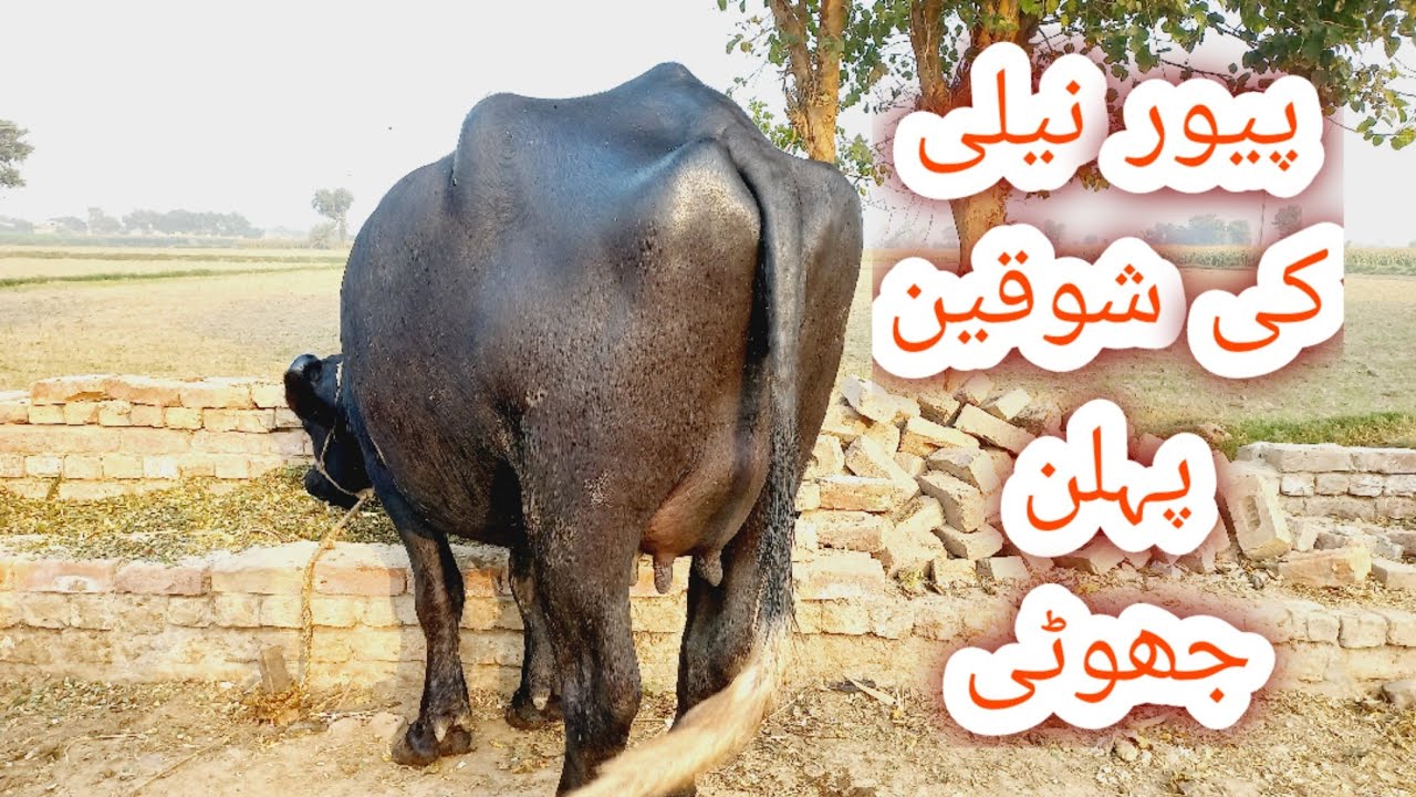 Beautiful pure nili buffalo for sale in pakistan on youtube 29/10/2024 ...