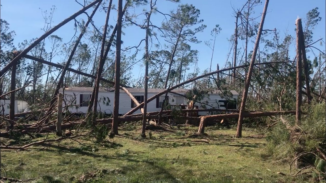 HURRICANE MICHAEL: Beautiful Longleaf Pine forest shredded north of ...