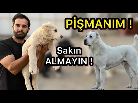 BU KÖPEKLERİ BESLEDİĞİME PİŞMANIM ! Beni İflas ettirdiler !