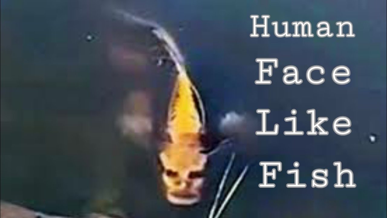 Human Face Fish Spotted In Lake - YouTube