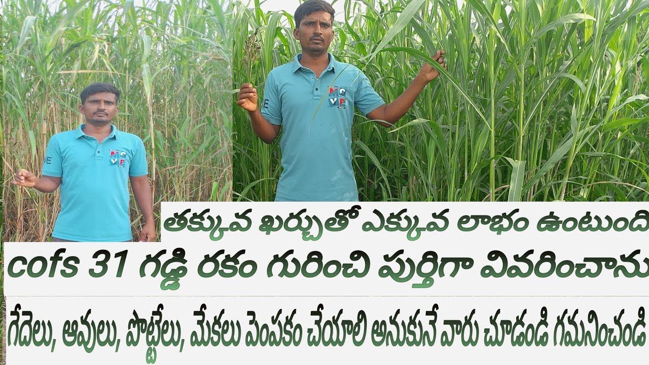 cofs 31 పశుగ్రాసం గురించీ పుర్తిగా వివరించాను చూడండి గమనించండి |Cofs 31 ...