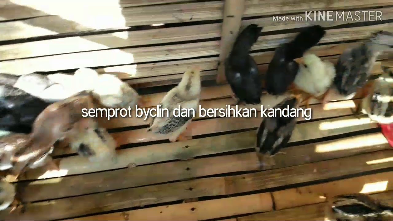 mengobati ayam patolen/senot - YouTube
