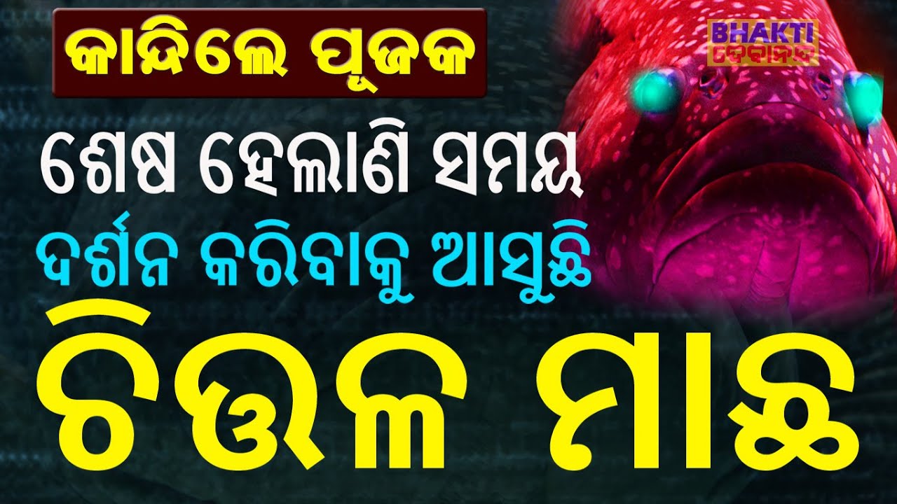 ଶେଷ ହେଲାଣି ସମୟ || Darsana Karibaku Asuchhi Chittala Machha || The fish ...