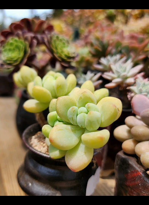 착한마녀의 다육이야기 다육이 다육이종류 다육이분갈이 식집사 다육농원 다육이키우기 다육이키핑장 다육이를부탁해 다육이모아심기 식집사 반려식물 다육이번식