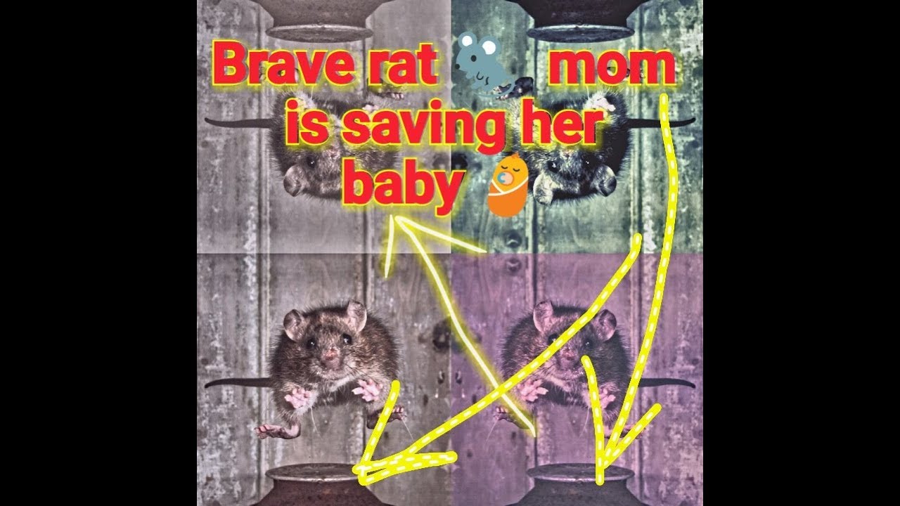 Rat mom | Can't describe a | mother's 😍 love | in word | A rat mom ...