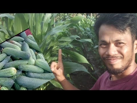 How to Make Multiple Income In Agriculture (Farming)||Sweet Corn and ...