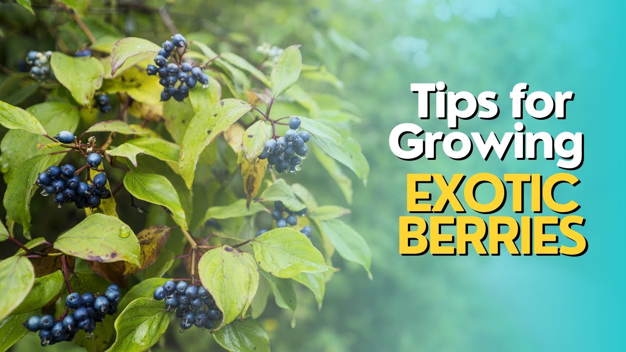 Tips for Growing Exotic Berries - YouTube