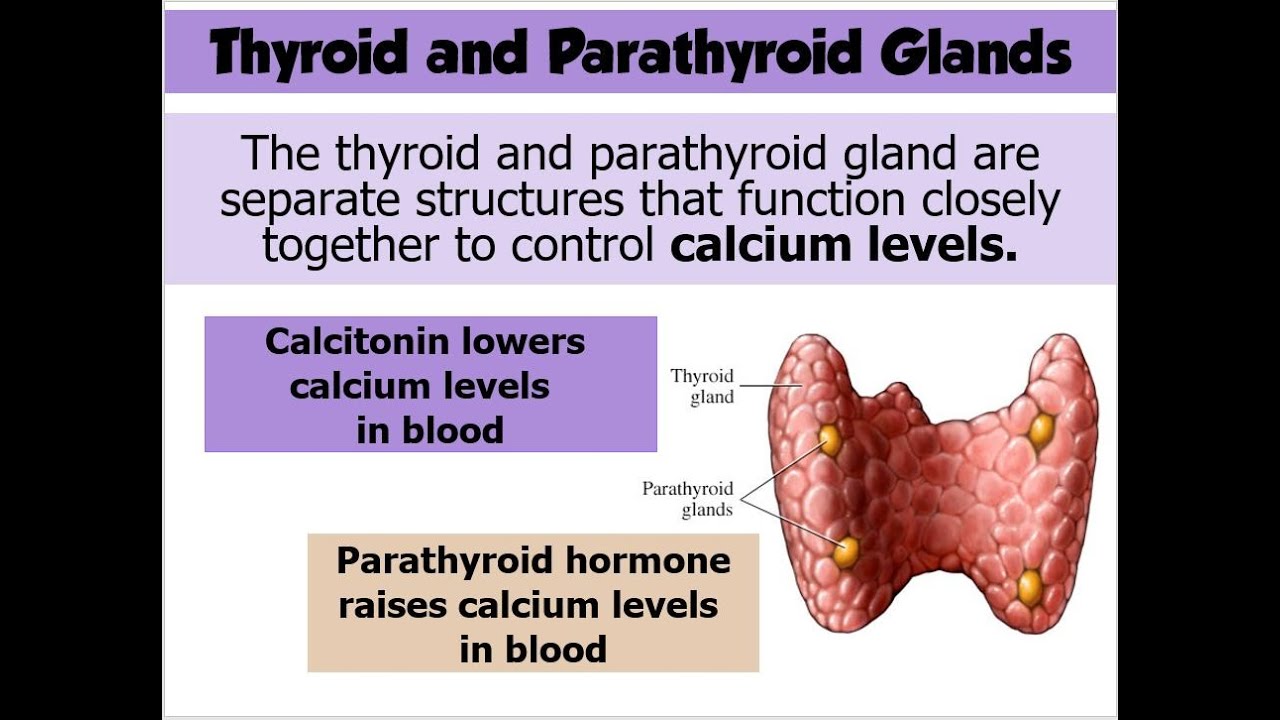 What Is The Difference Between Thyroid And Parathyroi