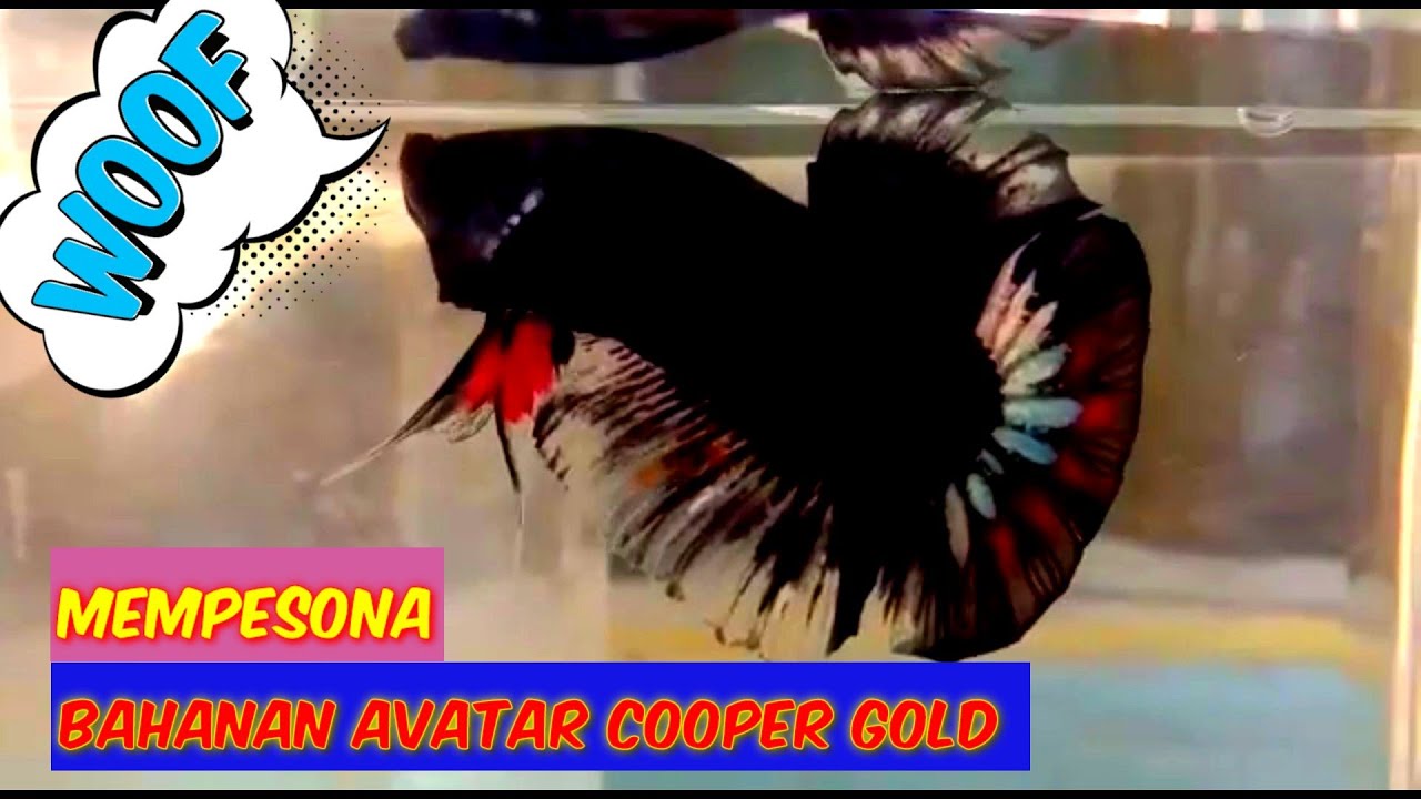bahanan ikan cupang avatar cooper gold - YouTube