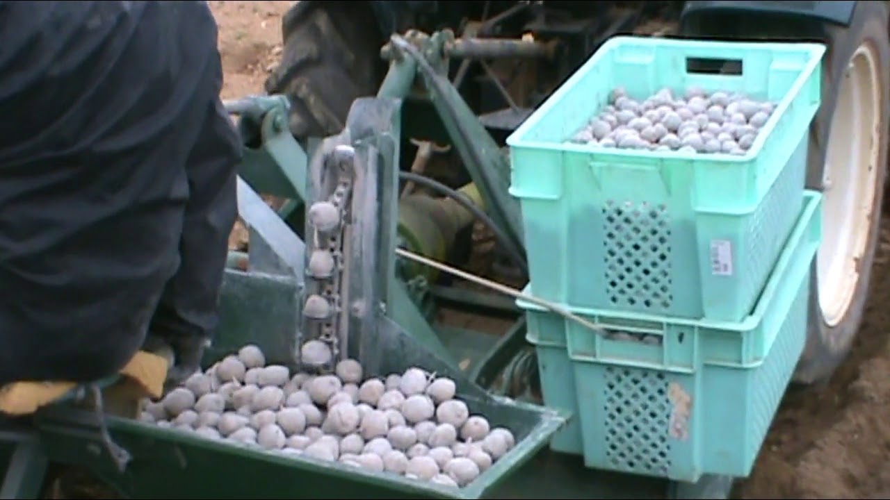 Zriegh tal-Patata Alpha (Growing Potato) - YouTube