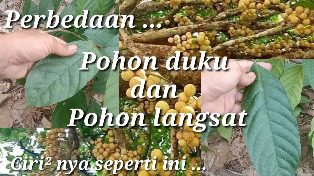 Ciri² perbedaan jenis pohon duku & pohon langsat - YouTube
