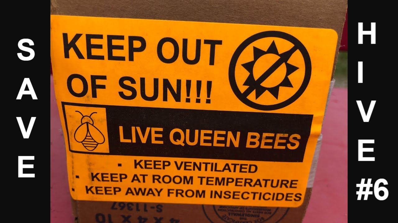 Re Queen A Hopelessly Queenless Hive at Kettle Haven Ranch Apiary - YouTube