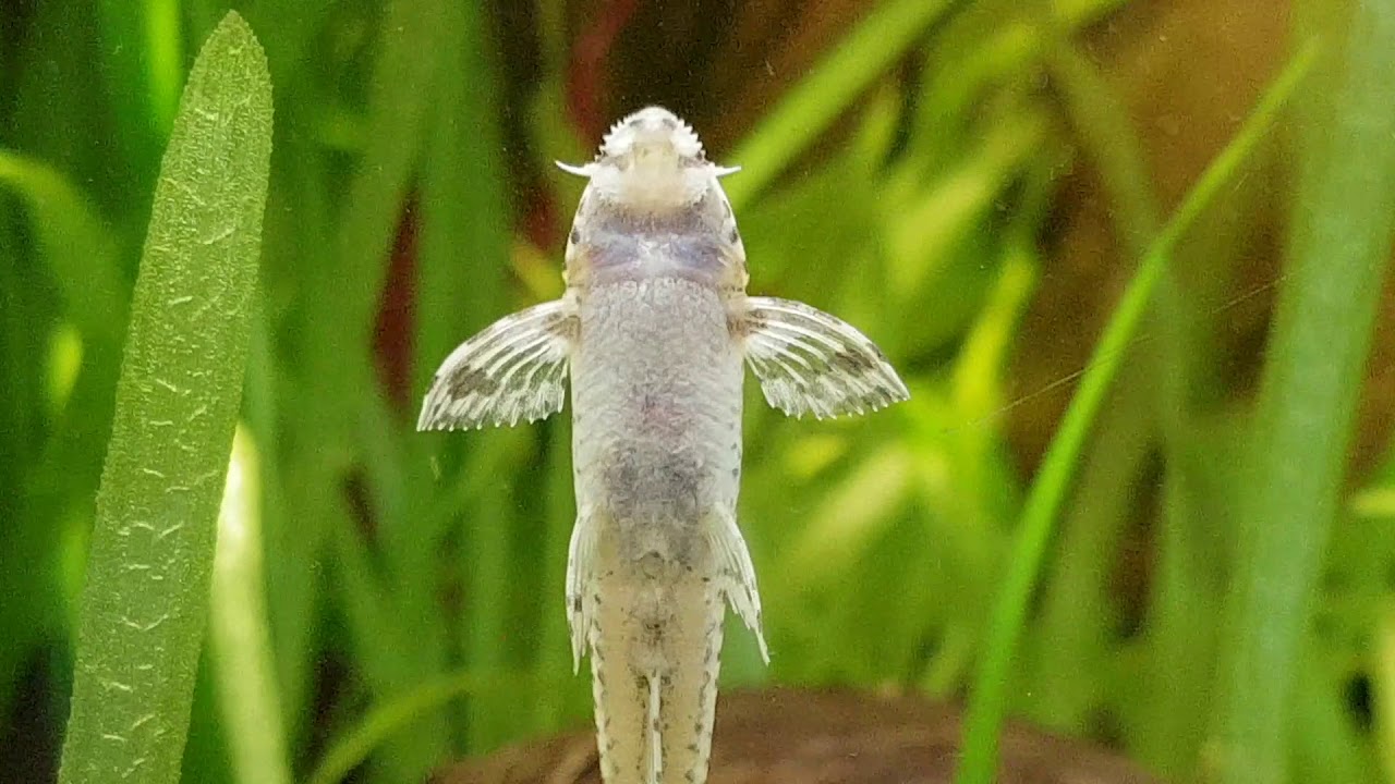 Zbrojnik drobnołuski ( Rineloricaria cf. microlepidogaster ) - YouTube