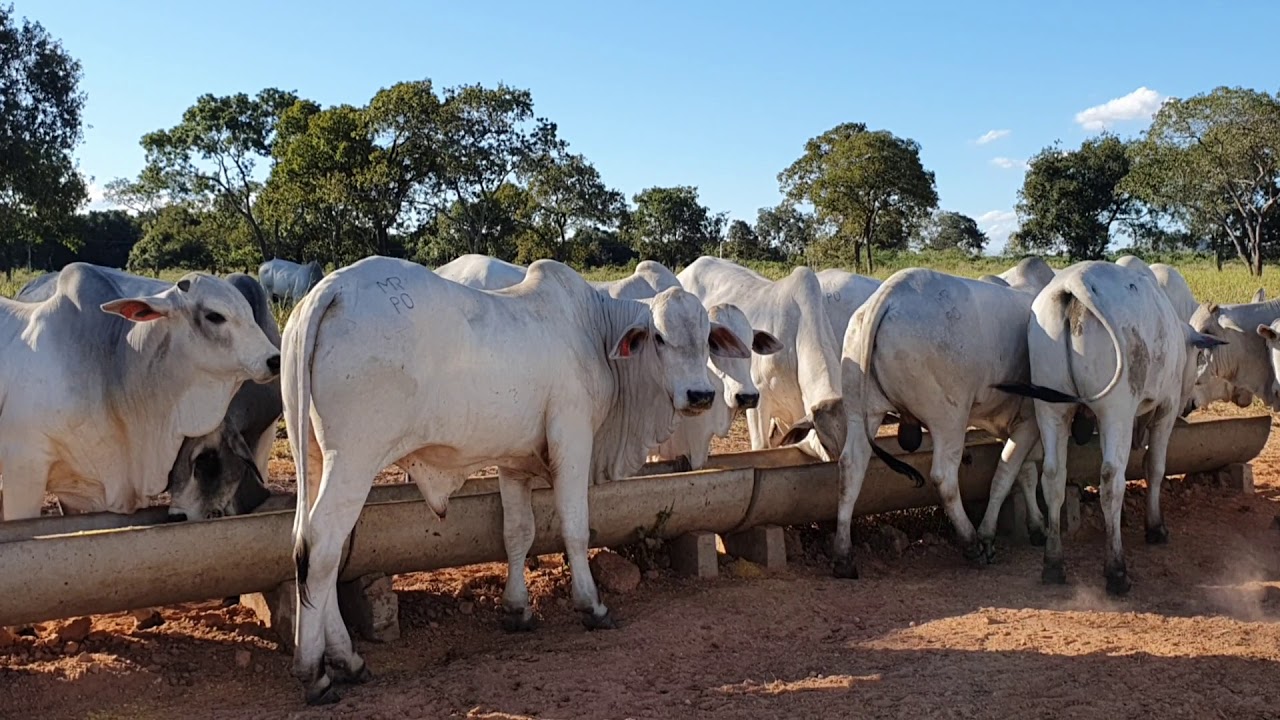 Boiada em terminação, mostrando como funciona uma boa alimentação ...