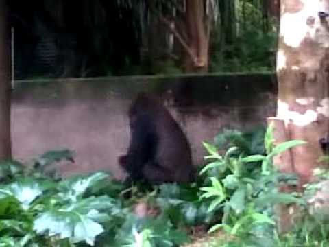 Gorilla Jacking Off - YouTube