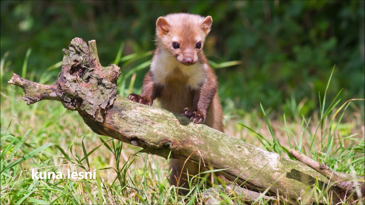 Mírný pás - 1. část LESY (koncept) - YouTube