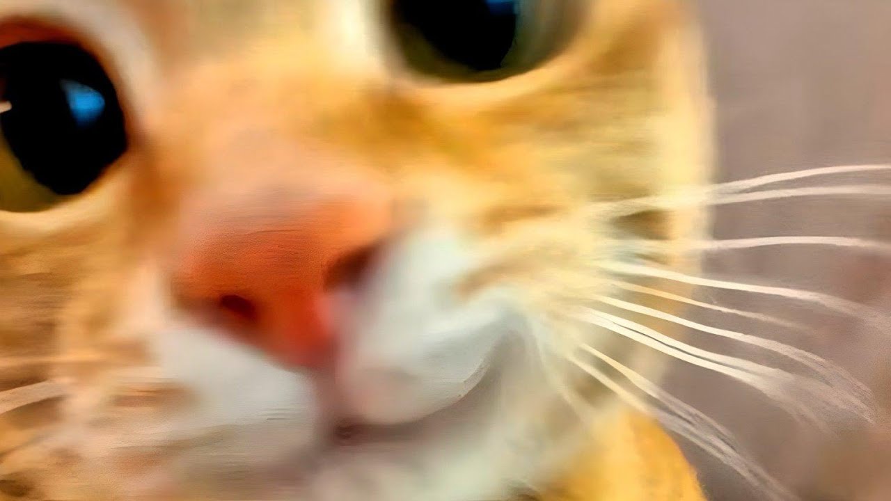 silliest cats compilation - YouTube