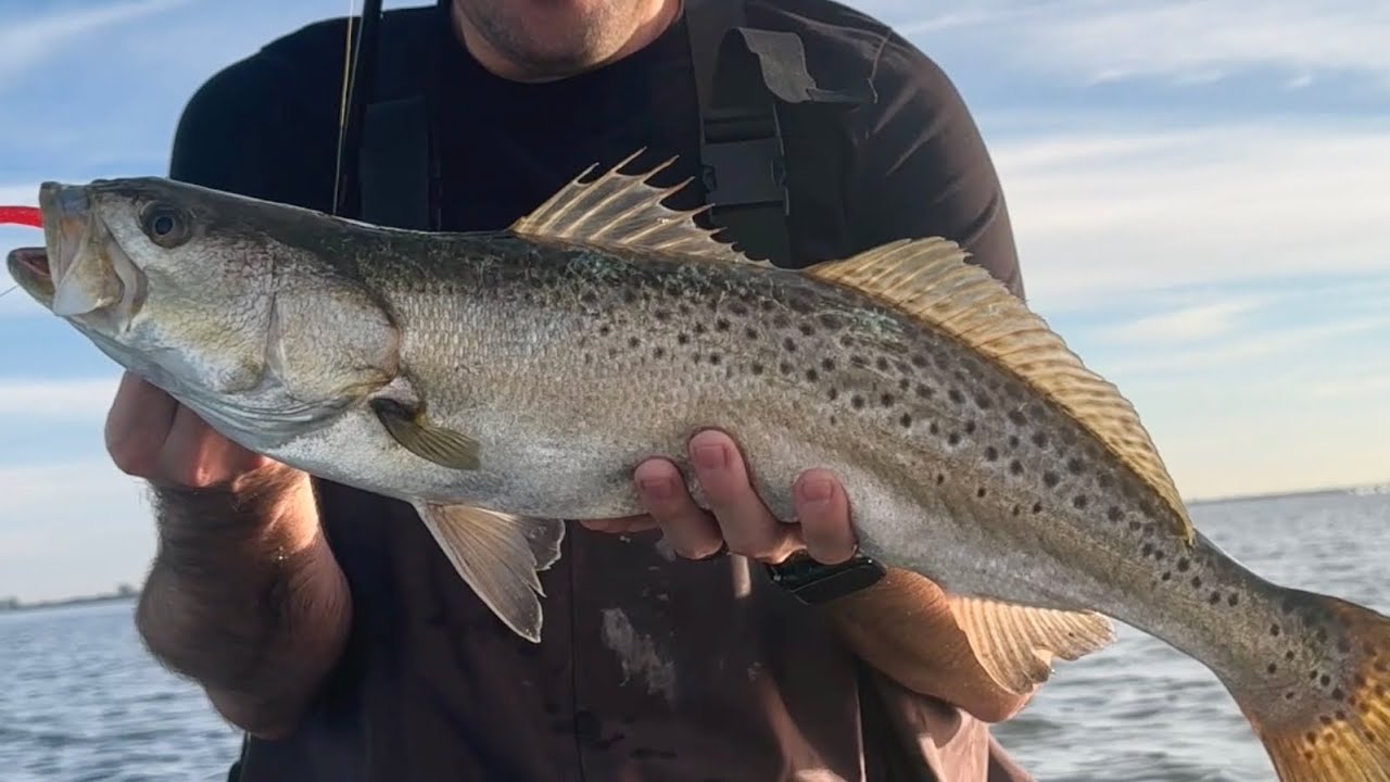 Big Gator Trout in Cold Water - YouTube
