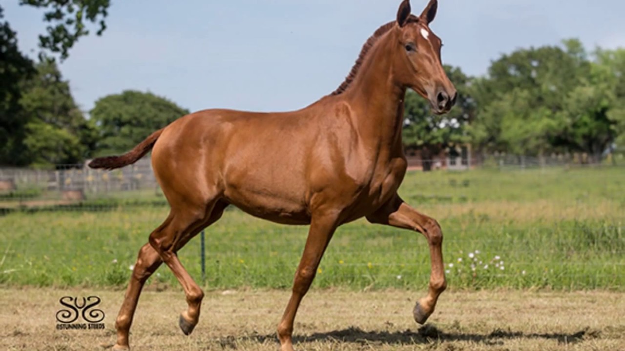 Dominica EAS - 2015 Champion Chestnut PRE Andalusian Filly - YouTube