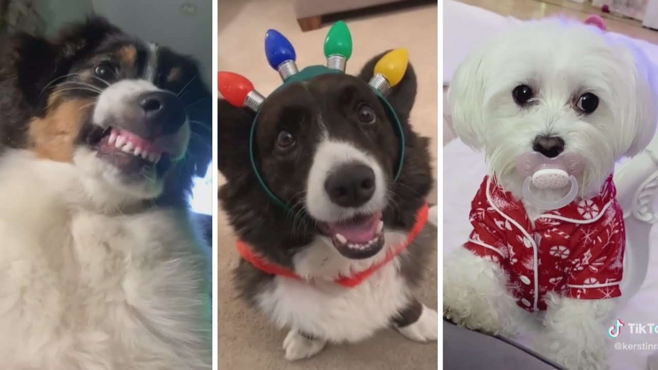 The Best of Dogs and Puppies Videos (Cute Compilation) - YouTube