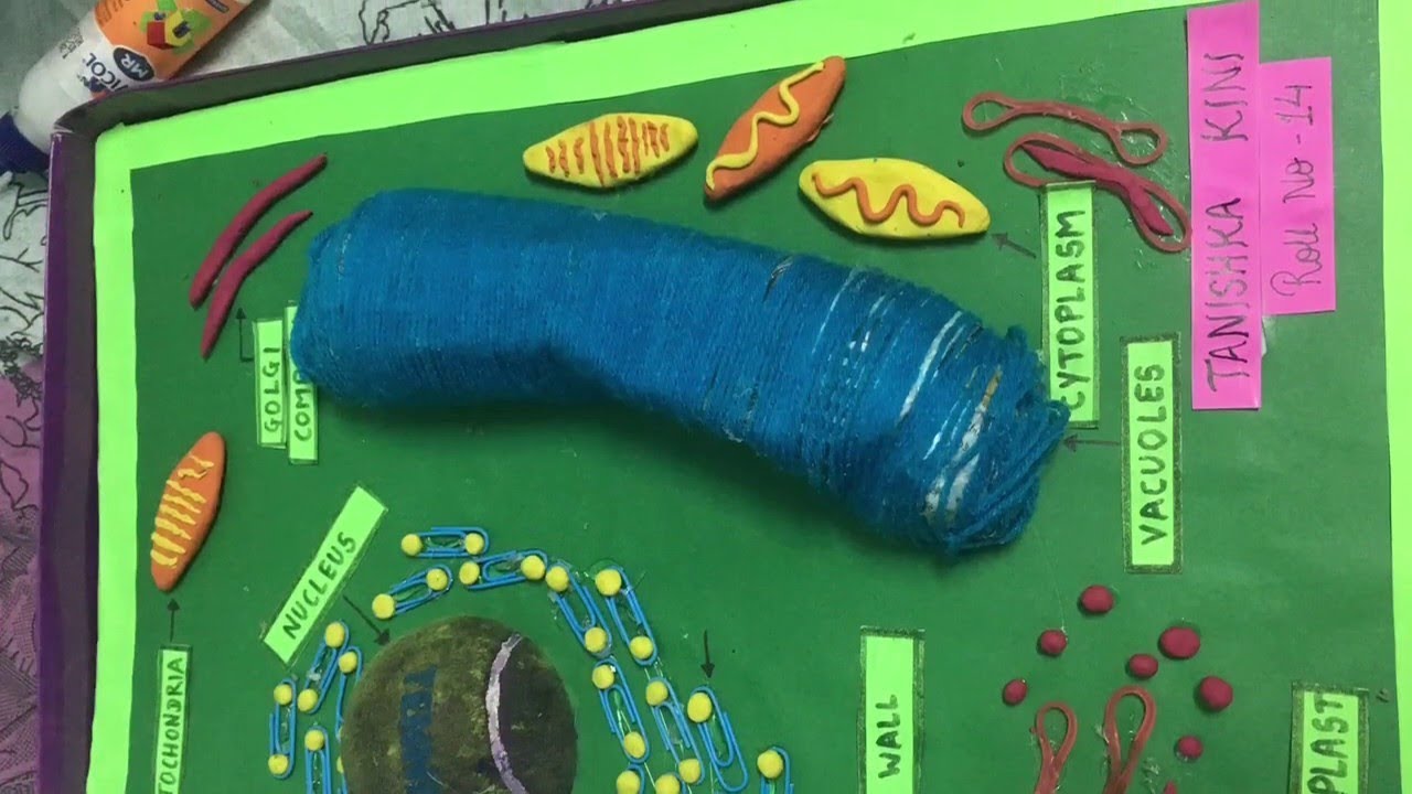 Science project on plant cell using house hold things - YouTube