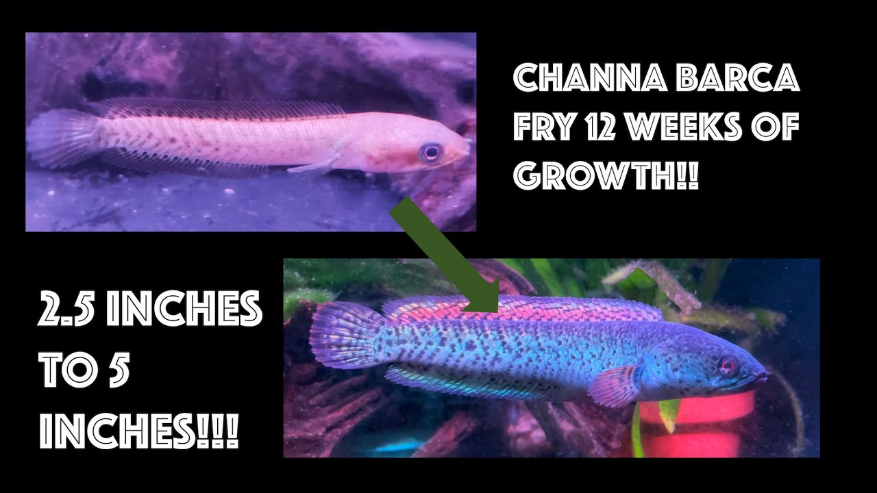 Channa Barca Fry 12 Weeks Growth Time Lapse!! 2.5 inches to 5 inches ...
