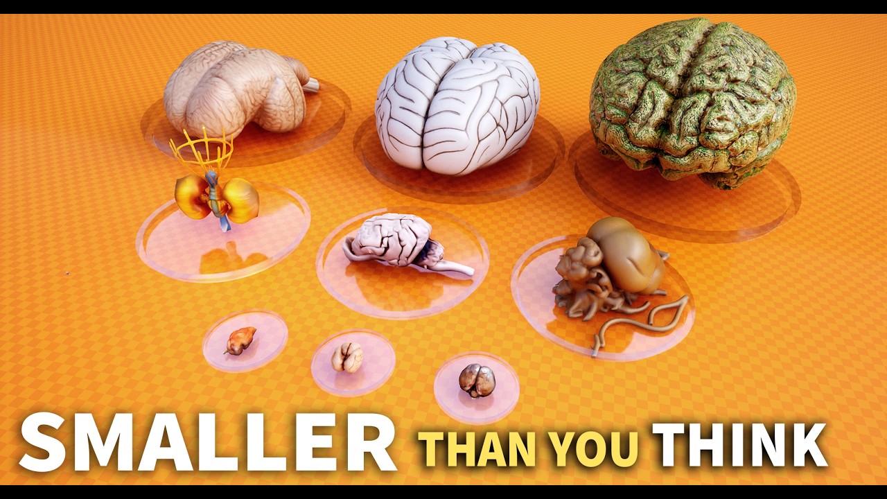 Animals Brain size | Smallest to Largest Comparison - YouTube