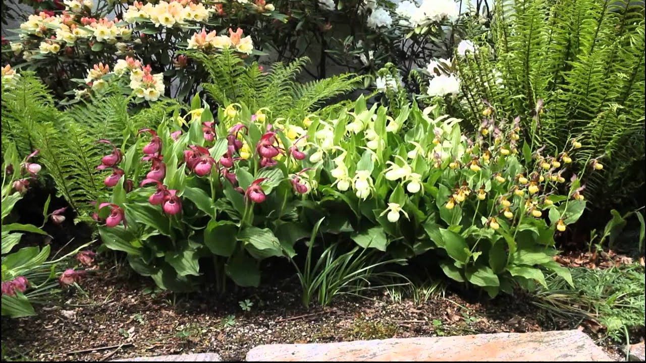 Hardy Lady's Slipper Orchids in the Garden (1) - YouTube
