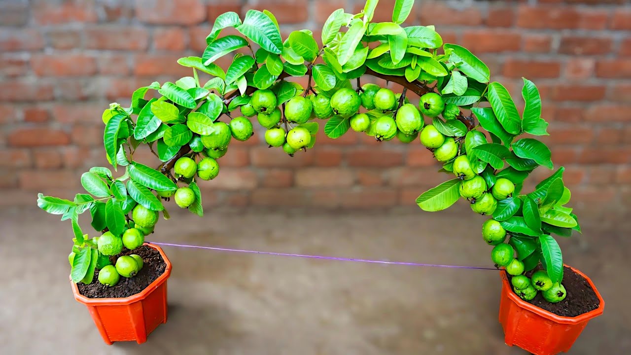 How to grow guava tree in home garden in ring shape | guava tree growing | guava tree grafting ...