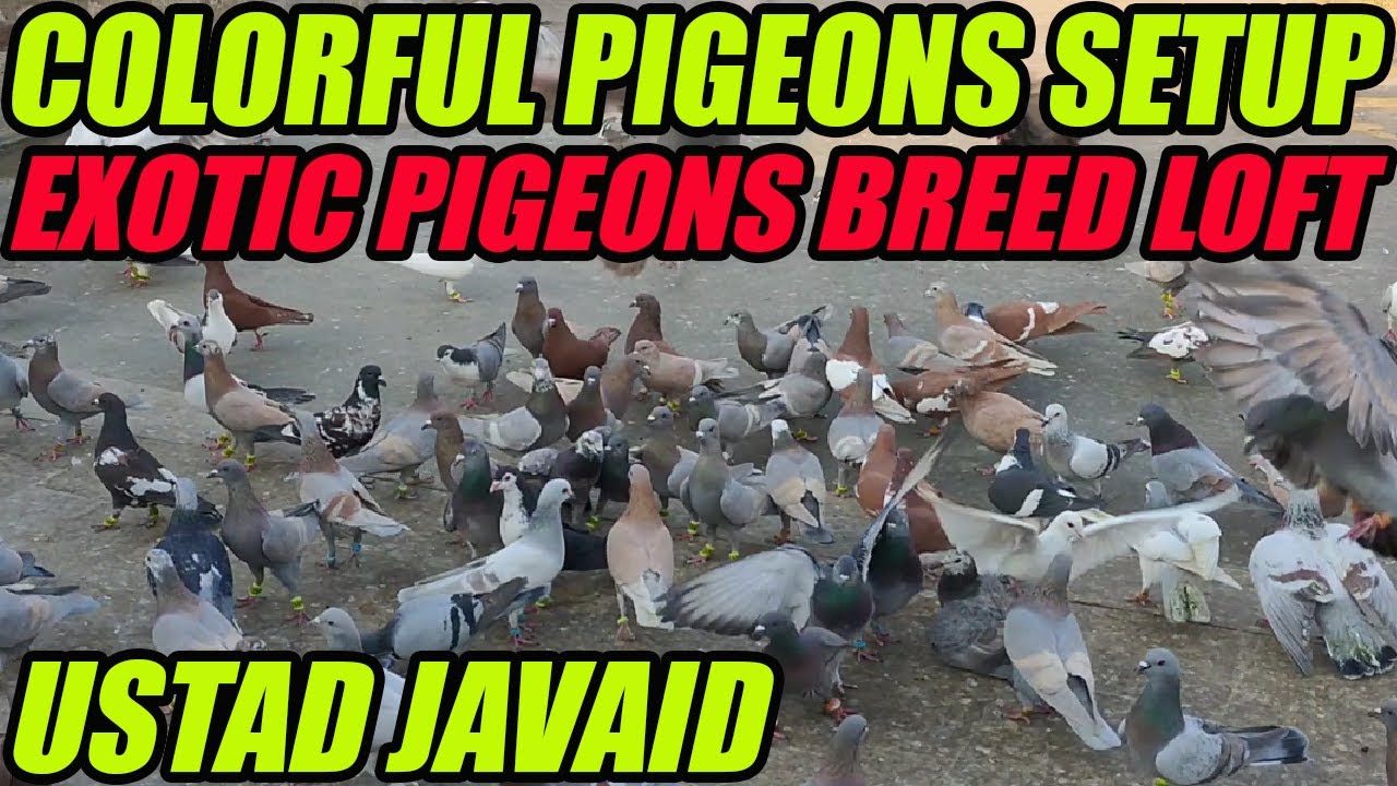 Rangeen Colorful Pigeons Setup Rare Exotic Pigeons Breeds Loft | Ustad ...
