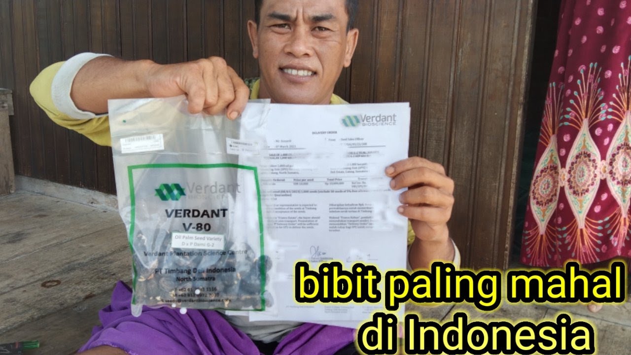 TUTORIAL membeli bibit unggul Verdant Select/V80 langsung ke Perusahaan ...