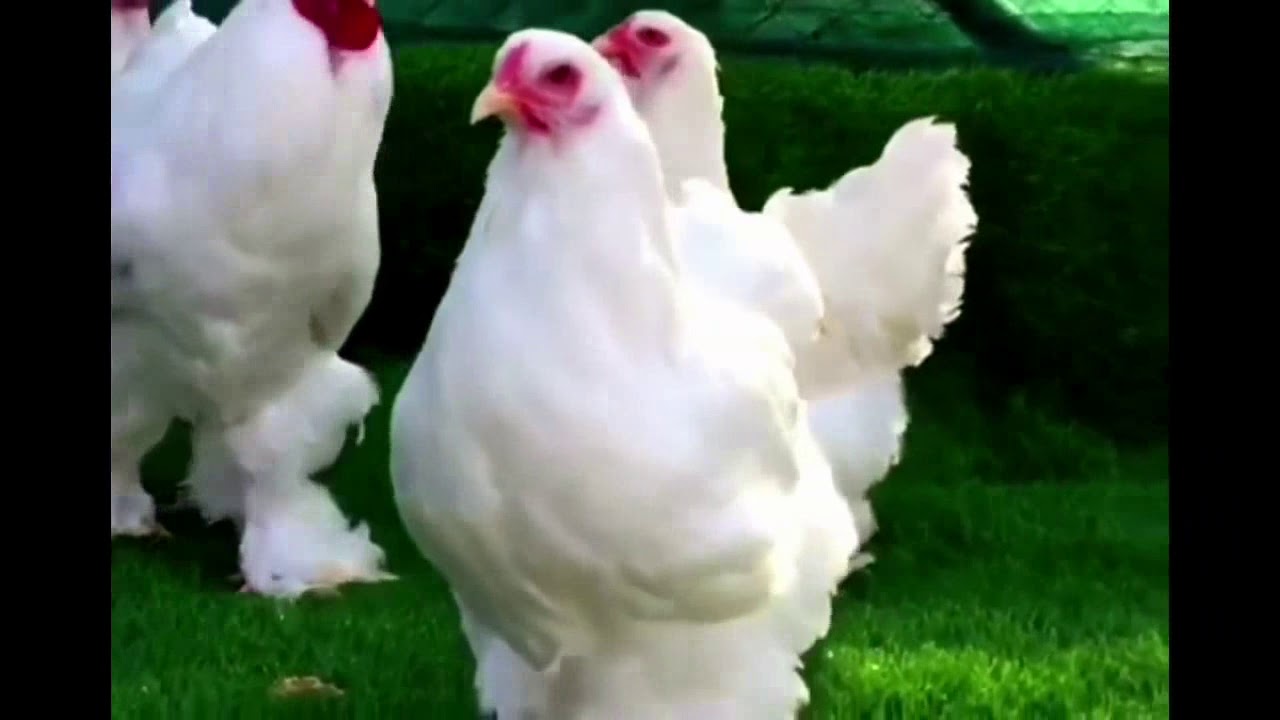One of the most beautiful American Brahma chicken - YouTube