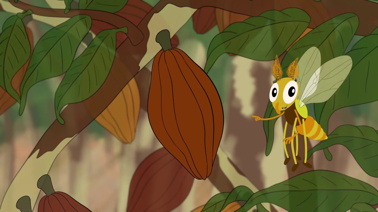 Where does Chocolate come from - The Pollination of Cocoa Trees - YouTube