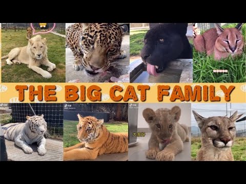 the big cats family - YouTube