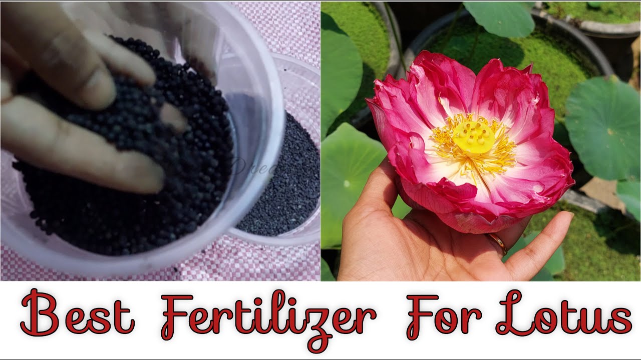 Best Lotus Fertilizer || How to use... - YouTube
