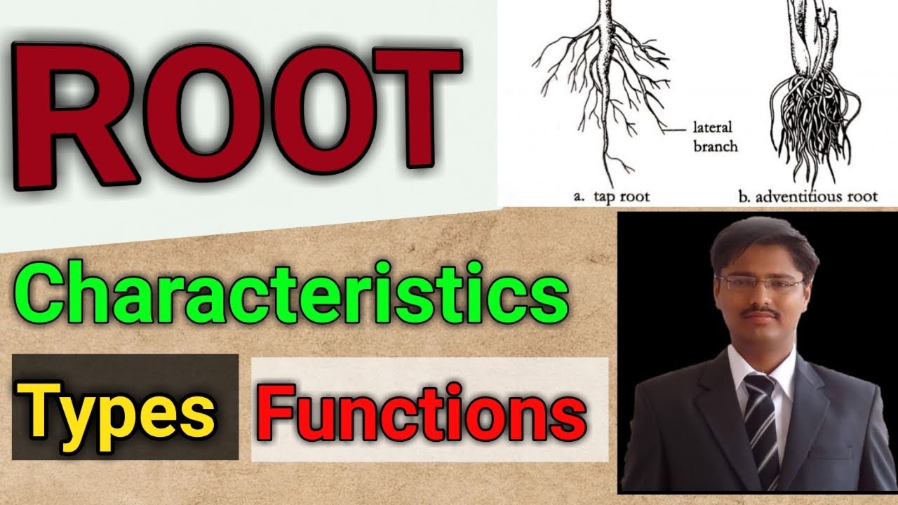Root: Characteristics, Types & Functions - YouTube