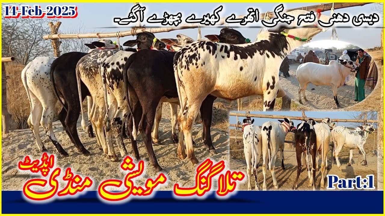 Beautiful Dhani Desi Breed Rates In Talagang Mandi 17-Feb-2025 Part:1 ...