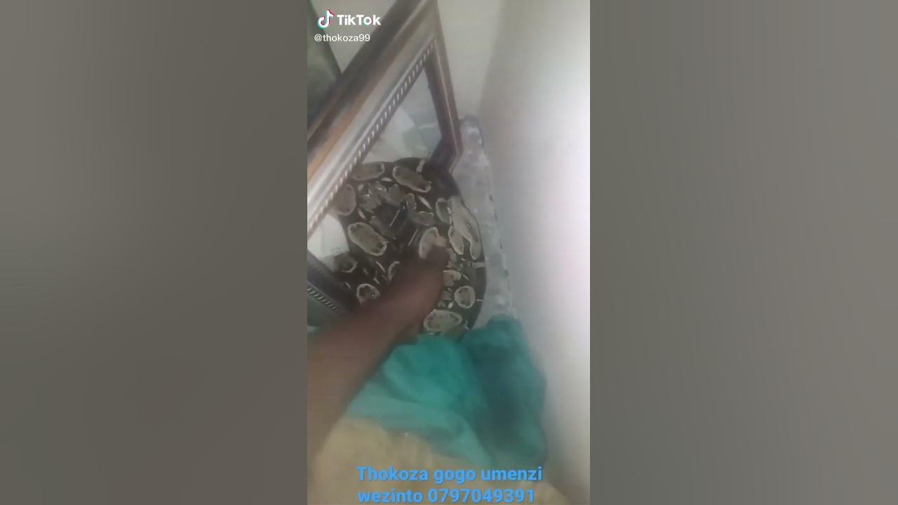 King gogo Thokoza umenzi wezinto 0797049391 - YouTube