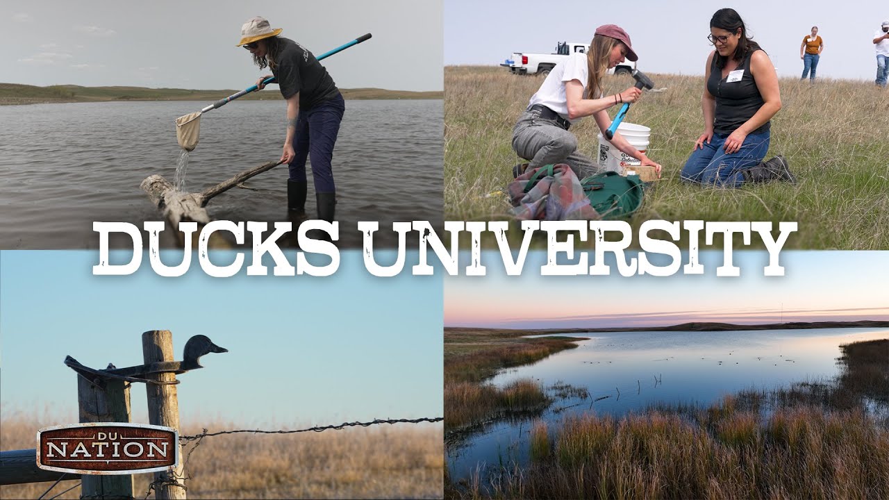 Ducks University: An Exclusive Peek Into Waterfowl Conservation in the ...