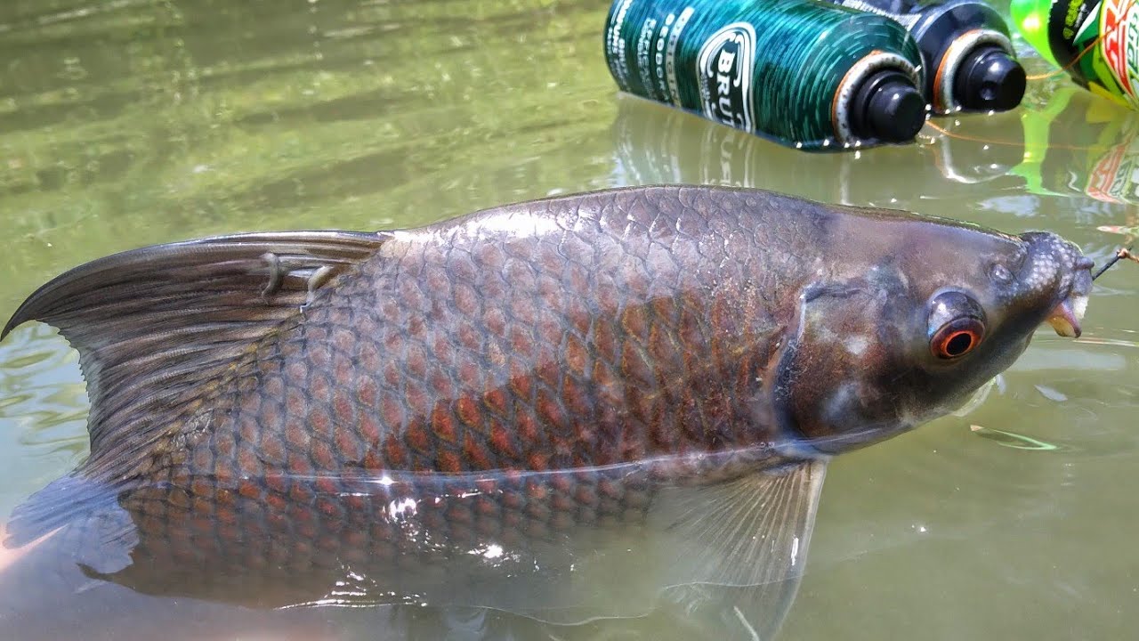 Wow Imaging Fishing || Boy Catching Orangefin Labeo And Tilapia Fish By ...